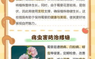 蜀葵什么时候开花_蜀葵怎么养