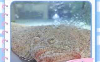 多宝鱼怎么杀_多宝鱼清理内脏图解