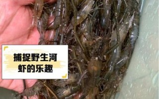 河虾的营养价值_河虾不能和什么一起吃
