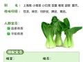 小油菜怎么种_小油菜的营养价值