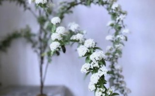 麻叶绣线菊怎么养_麻叶绣线菊耐寒吗