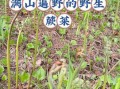 山蕨菜致癌吗_怎么吃才安全