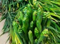 黄姜花怎么吃_黄姜花食用方法