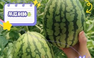 吊瓜子功效与作用_吊瓜子怎么吃最健康