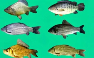 鲫鱼是什么鱼_鲫鱼有哪些品种