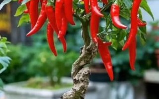 辣椒树长什么样_辣椒树图片真实吗