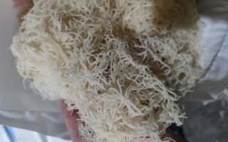 龙须菜是什么菜的苗_龙须菜和石花菜区别