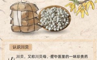 川贝炖瘦肉的功效_川贝炖瘦肉适合什么人吃