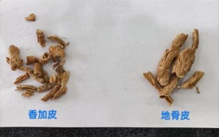 香加皮图片长什么样_香加皮真假如何辨别