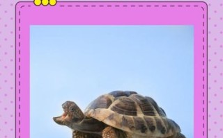 为什么吃甲鱼不吃乌龟_甲鱼与乌龟区别