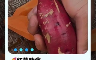 红薯减肥可以吃吗_红薯减肥怎么吃