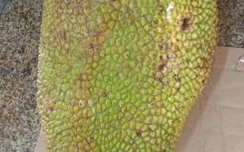 菠萝蜜一天吃了十颗会怎么样_一天吃十颗菠萝蜜会胖吗