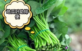 红薯叶怎么种_红薯叶种植方法