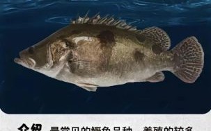 水鳜怎么读_水鳜读音是什么