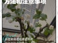 茉莉花怎么养_茉莉花养殖注意事项