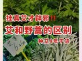 艾蒿和艾草的区别图片_如何一眼分辨