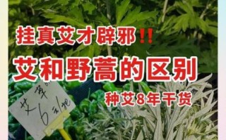 艾蒿和艾草的区别图片_如何一眼分辨