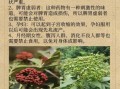 吴茱萸的功效与作用_吴茱萸能治疗哪些疾病