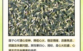 莲子心能提高性功能吗_莲子心对男性功能的好处