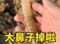蛏子鼻子为什么会掉_蛏子鼻子掉了还能活吗