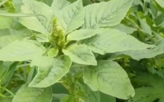 野苋菜头图片长什么样_野苋菜头怎么辨认