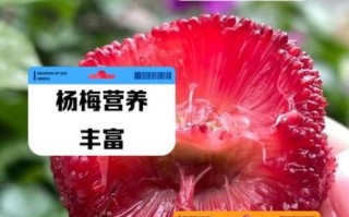 孕妇能吃杨梅吗_孕妇吃杨梅的好处与禁忌