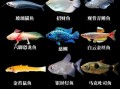 热带鱼种类大全_常见观赏鱼名称及图片