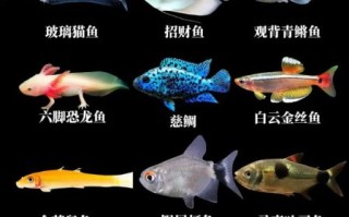 热带鱼种类大全_常见观赏鱼名称及图片