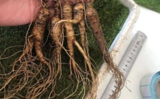 人参的价格是多少_鲜参和干参差价大吗