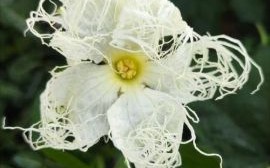 瓜蒌花图片长什么样_瓜蒌花图片怎么拍好看