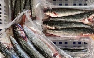 尖嘴淡水鱼有哪些_尖嘴淡水鱼种类图片大全