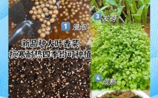 四季香菜怎么种_四季香菜种植时间