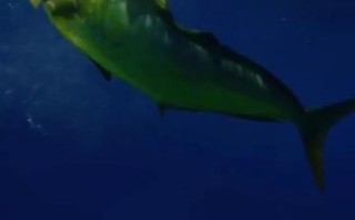 鲯鳅是什么鱼_鲯鳅和鬼头刀的区别