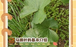 马蹄叶的功效与作用_马蹄叶怎么吃效果最好