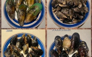 青口是什么意思_青口和淡菜的区别