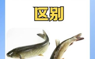 鲩怎么读_鲩鱼是什么鱼