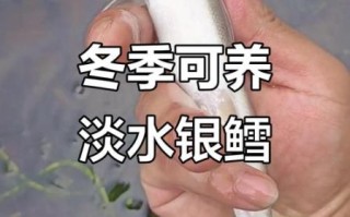 淡水银鳕鱼吃什么饵料_如何自制高效饵