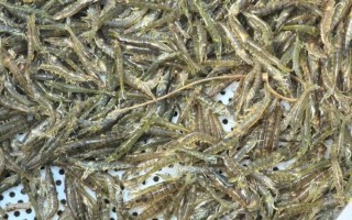 日本对虾养殖技术_如何提高成活率