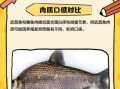 武昌鱼是鳊鱼吗_武昌鱼与鳊鱼的区别