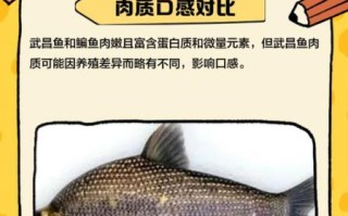 武昌鱼是鳊鱼吗_武昌鱼与鳊鱼的区别