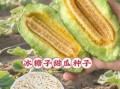 香瓜的籽可以吃吗_香瓜籽吃了有什么好处
