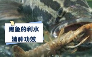 黑鱼禁忌人群有哪些_痛风患者能吃黑鱼吗