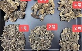 羊肚菌多少钱一斤_羊肚菌价格走势分析