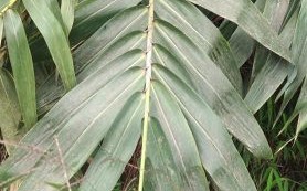 北方粽叶是什么植物的叶子_北方粽叶和箬叶区别