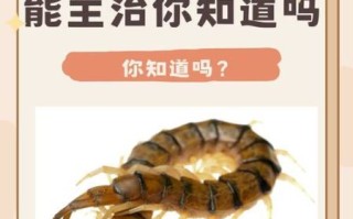 蜈蚣能治什么病_蜈蚣的药用价值有哪些