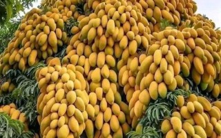 芒果树长什么样_芒果树图片特征