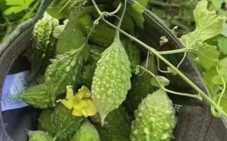 山苦瓜降血糖真的有用吗_山苦瓜怎么吃效果最好