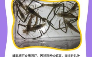 孕妇能吃海虾吗_孕妇吃海虾的注意事项