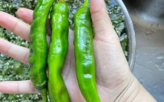 韭菜花酱怎么做_自制韭菜花酱保存多久