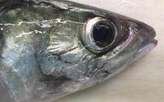 鲭鱼图片大全大图_鲭鱼高清图片怎么找